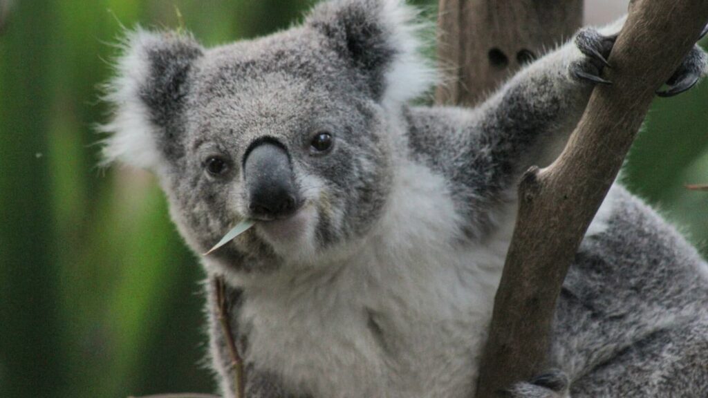 Australia Approves Chlamydia Vaccine to Protect Koalas - OULIANNEWS