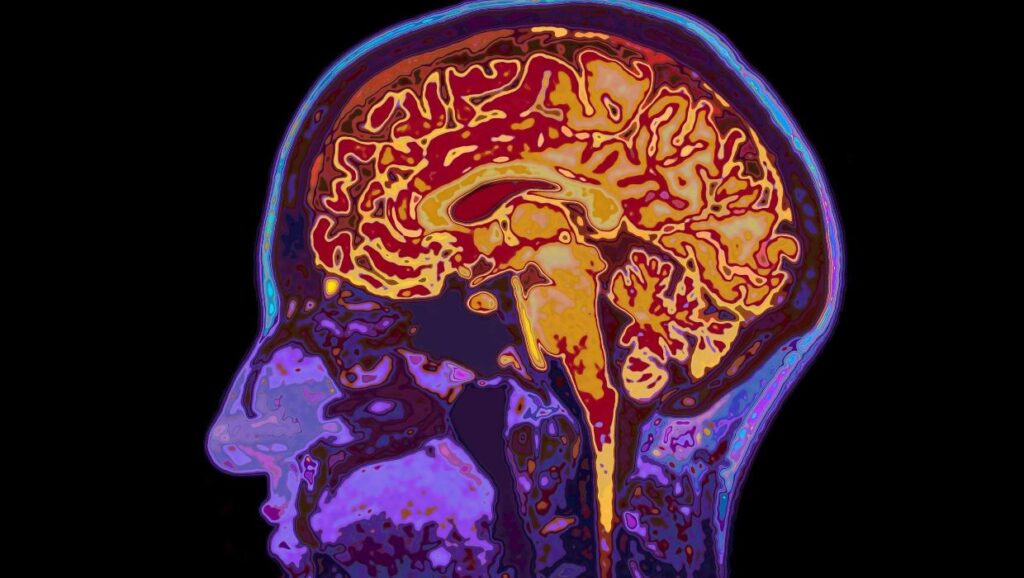 New Research Defines Key Stages of Brain Development - OULIANNEWS