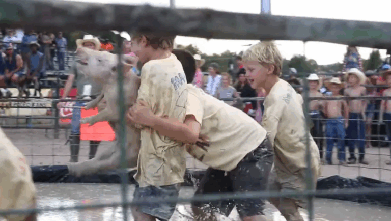 Wyoming Fair Revives Controversial Pig Wrestling Event for Women, Kids ...