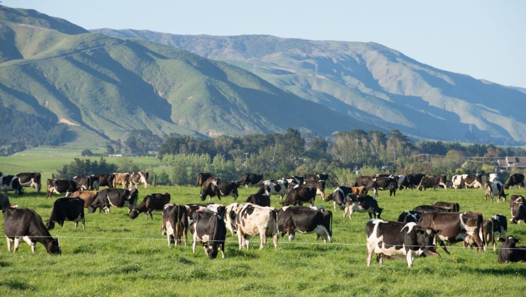 Scientists Decode Genetics Behind Holstein Cow's Iconic Spots - OULIANNEWS