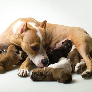 Auckland Tenants Ordered to Compensate Landlord for Odour Issues ...