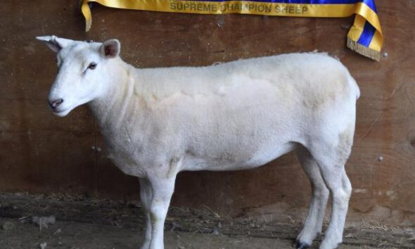 New Zealand Sheep Takes Supreme Champion Title at A&P Show - OULIANNEWS