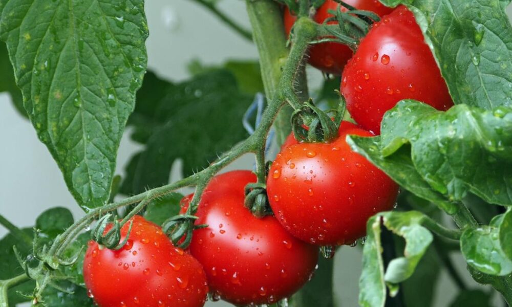 Seven Essential Steps to Maximize Tomato Yield This Season - OULIANNEWS